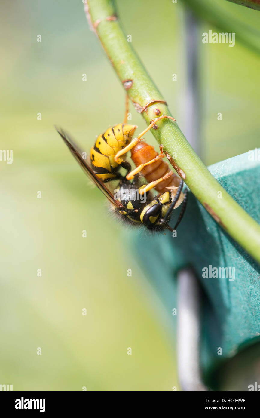 Common wasp. Vespula vulgaris. Yellowjacket wasp eating a mealworm ...