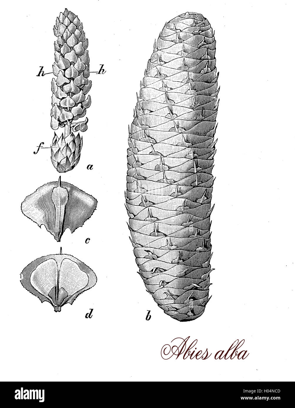 Botanical vintage fruit prints hi-res stock photography and images - Alamy
