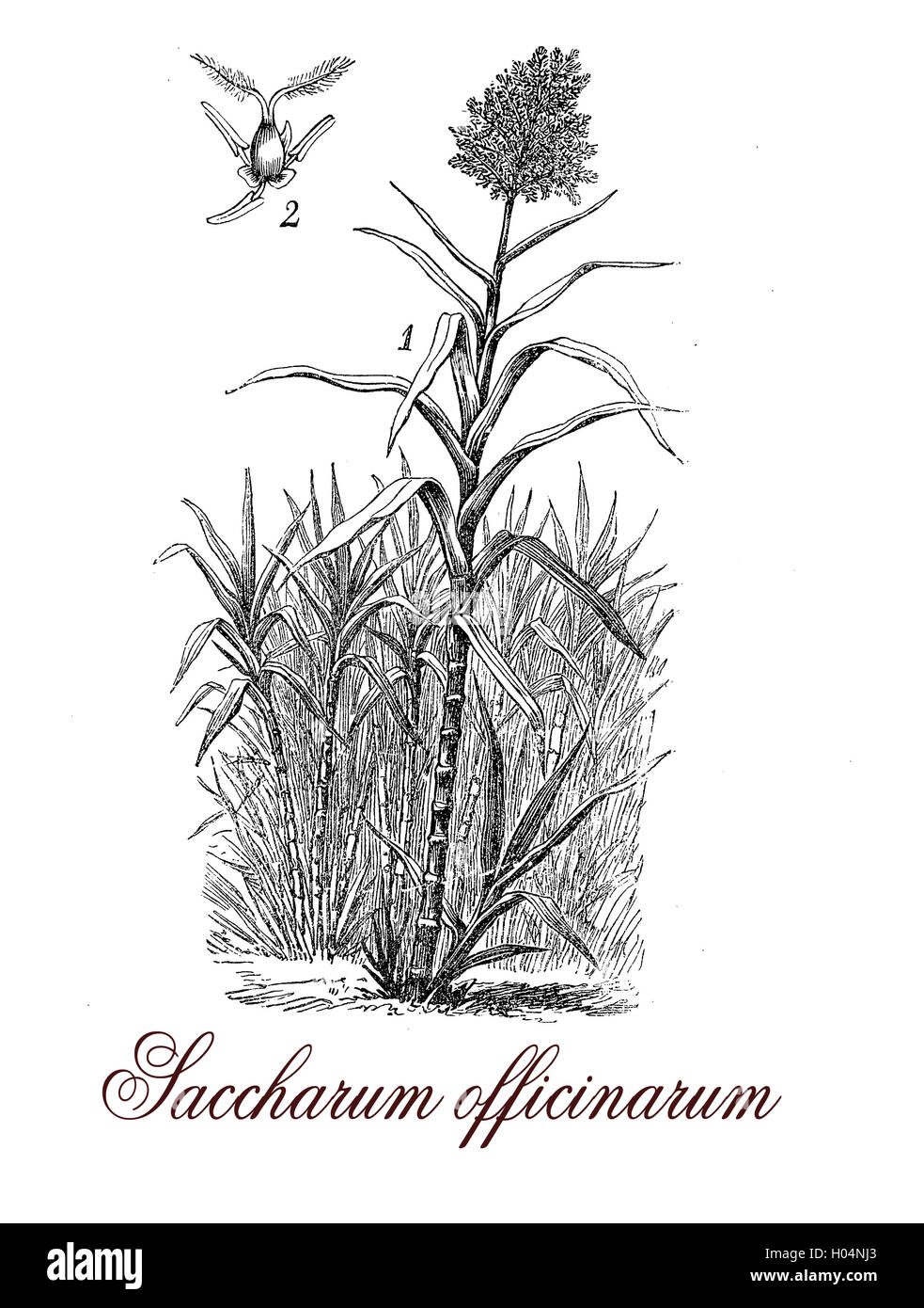 Sugar cane drawing hi-res stock photography and images - Alamy