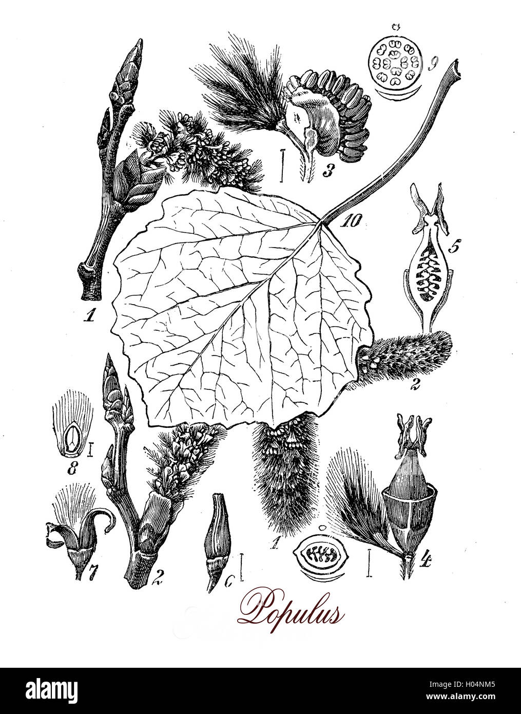 Poplar Tree Leaf Drawing