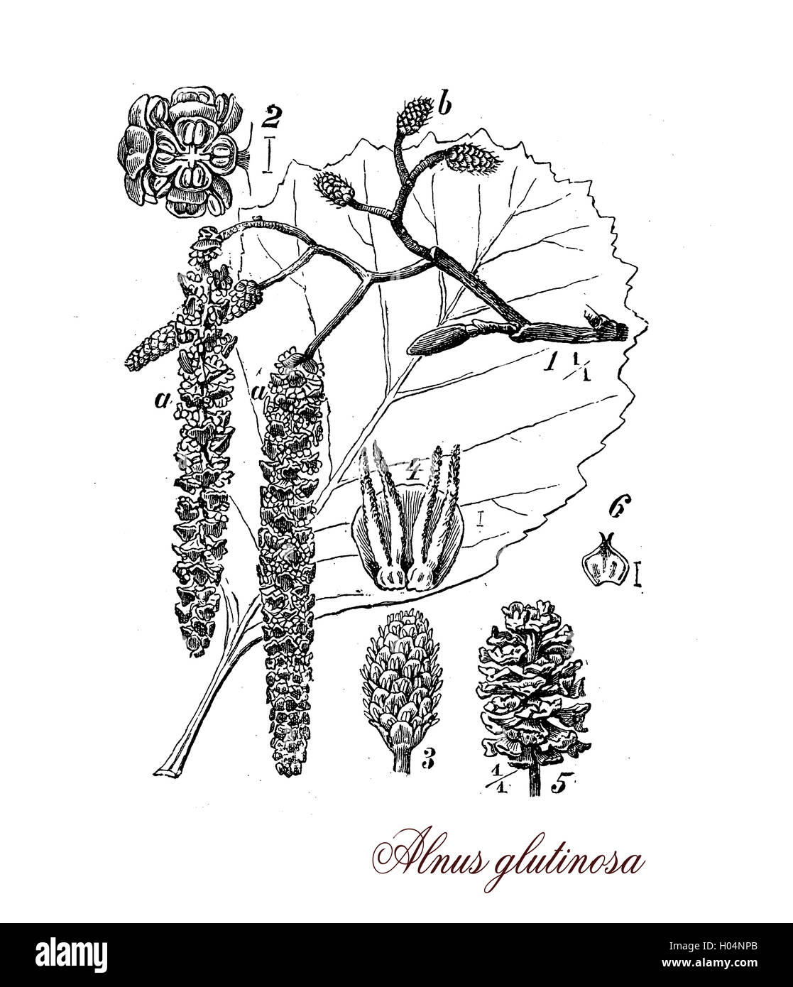 Black alder botanical drawing hi-res stock photography and images - Alamy