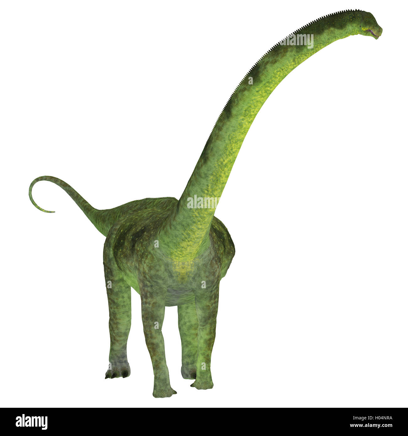 Puertasaurus was a herbivorous sauropod dinosaur that lived in ...