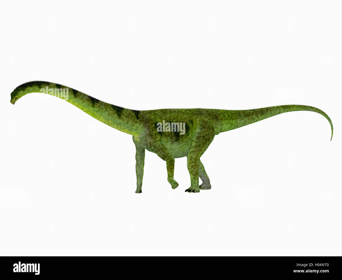 Puertasaurus was a herbivorous sauropod dinosaur that lived in ...