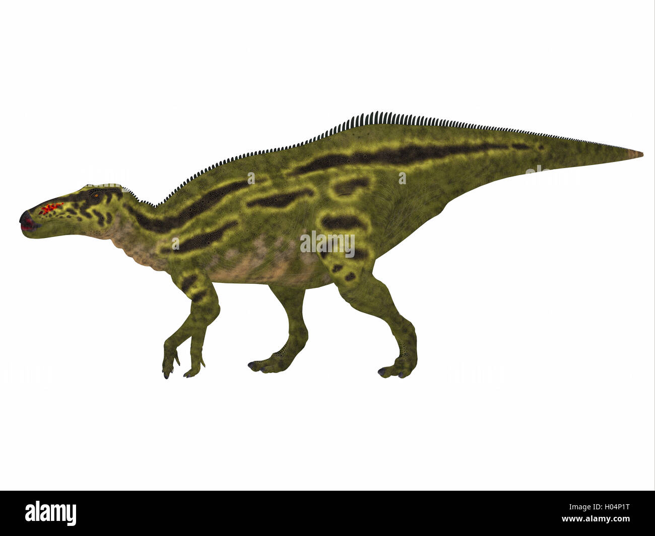 Hadrosaur hi-res stock photography and images - Alamy