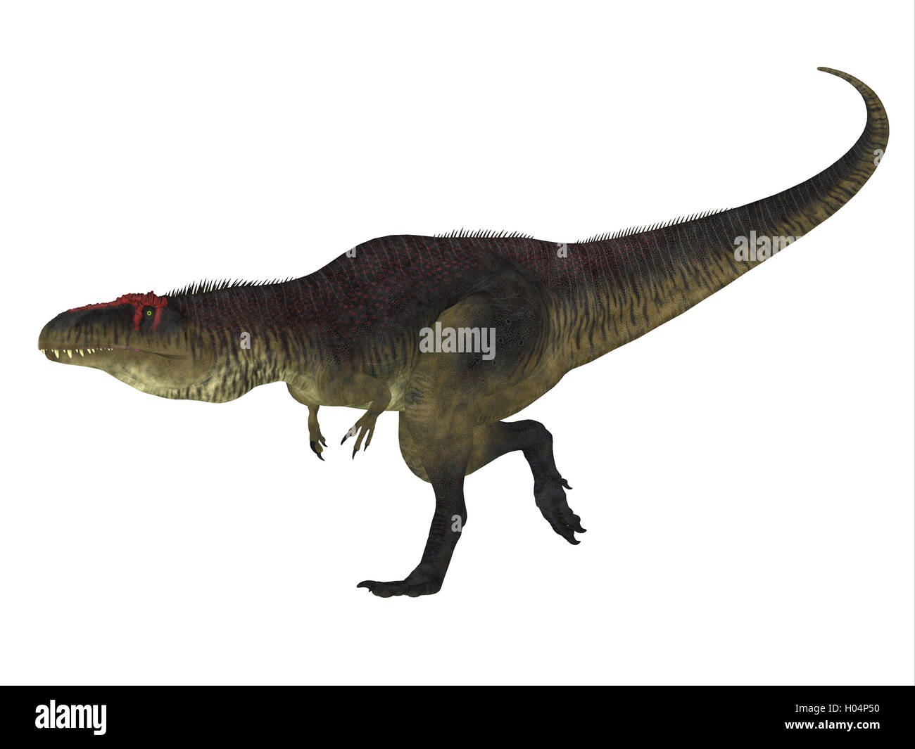 Tyrannotitan was a carnivorous theropod dinosaur that lived in the ...