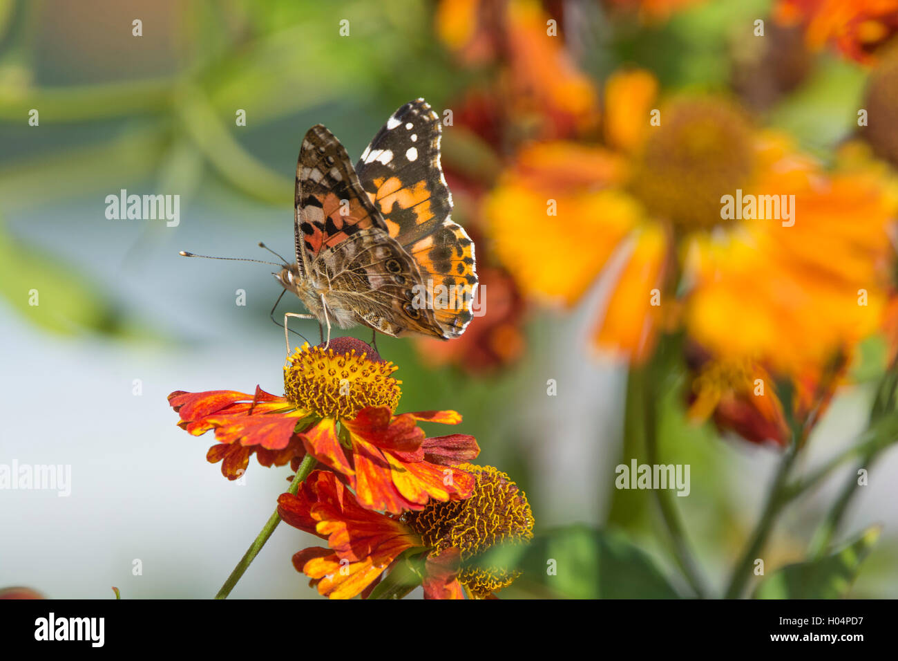 Painted Lady Butterfly Stock Photo - Alamy