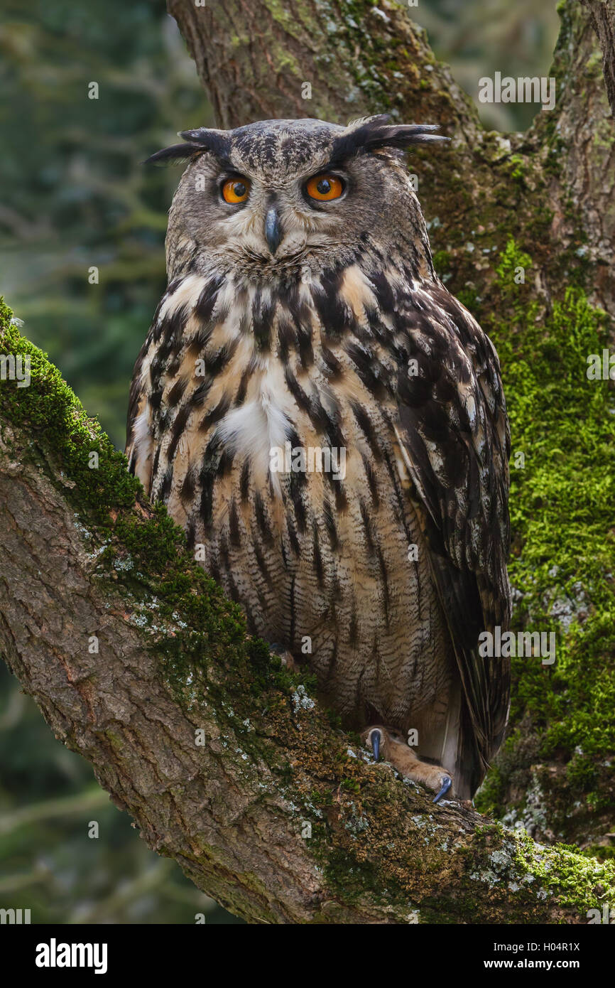 Eagle Owl with a fixed stare Stock Photo - Alamy
