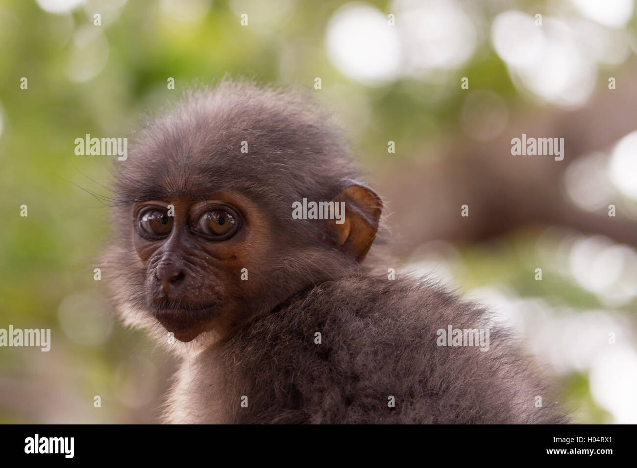 Baby monkey staring Stock Photo - Alamy
