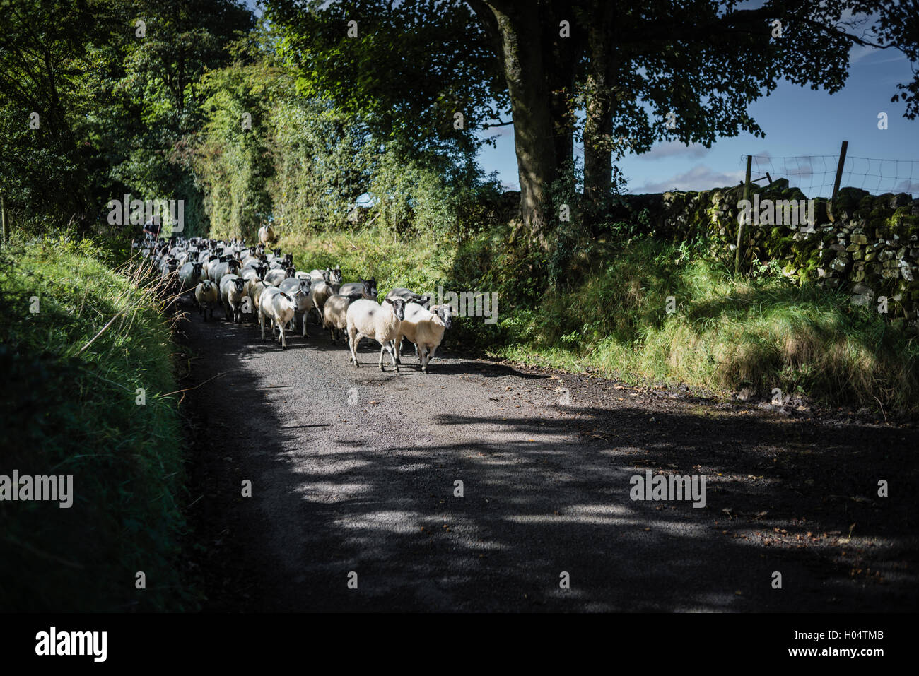 Sheep being led down a lane to new grazing, Bowland, Lancashire, north ...