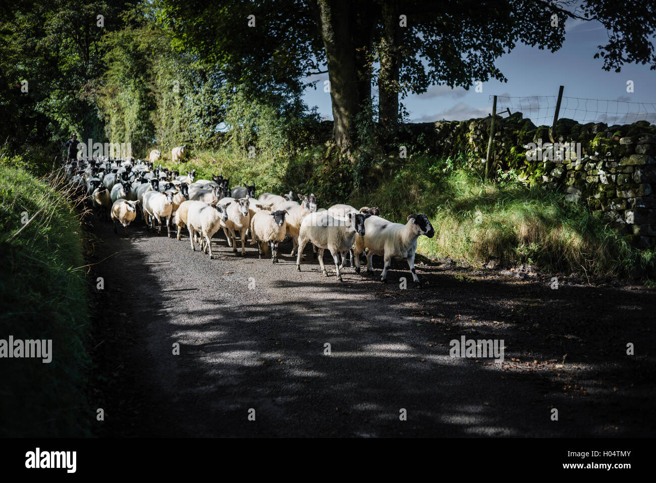 Agriculture and animals hi-res stock photography and images - Alamy
