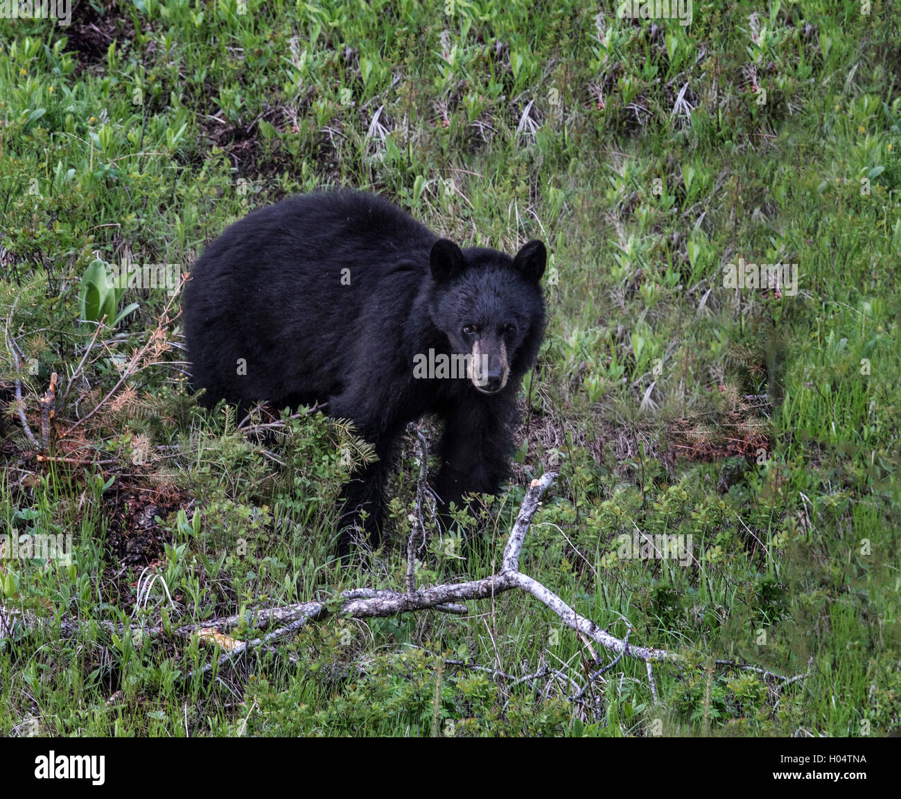 Lone black bear in hi-res stock photography and images - Alamy