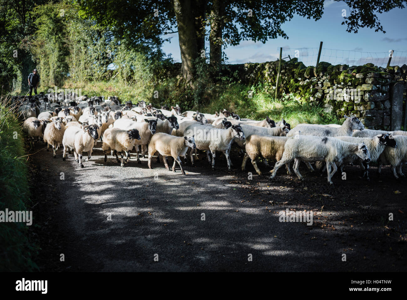 Agriculture animals farming hi-res stock photography and images - Alamy