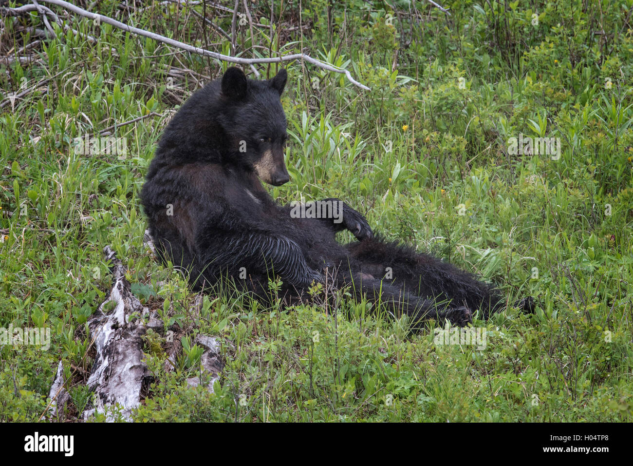 Brown Bear doing sit ups Stock Photo - Alamy