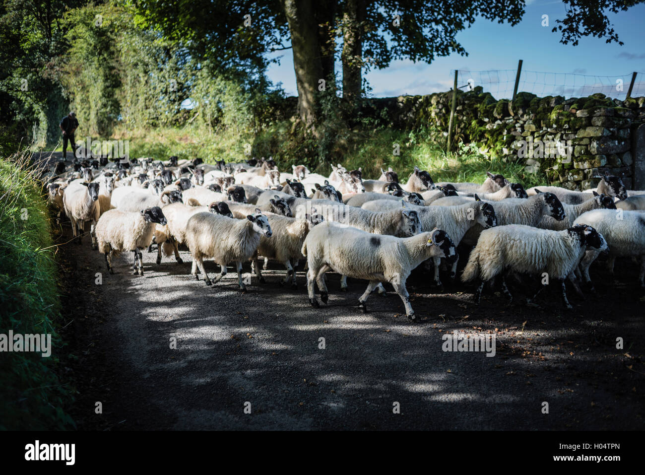 Lancashire sheep farming hi-res stock photography and images - Alamy