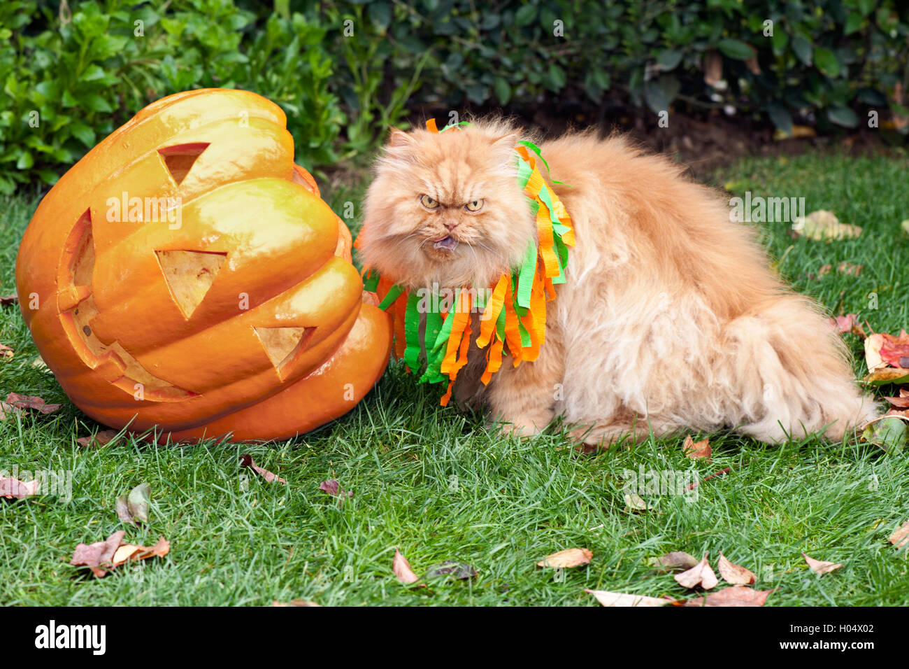 Persian cat with Jack O' Lantern Stock Photo - Alamy