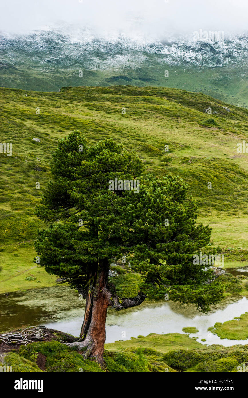 Alpine tree hi-res stock photography and images - Alamy