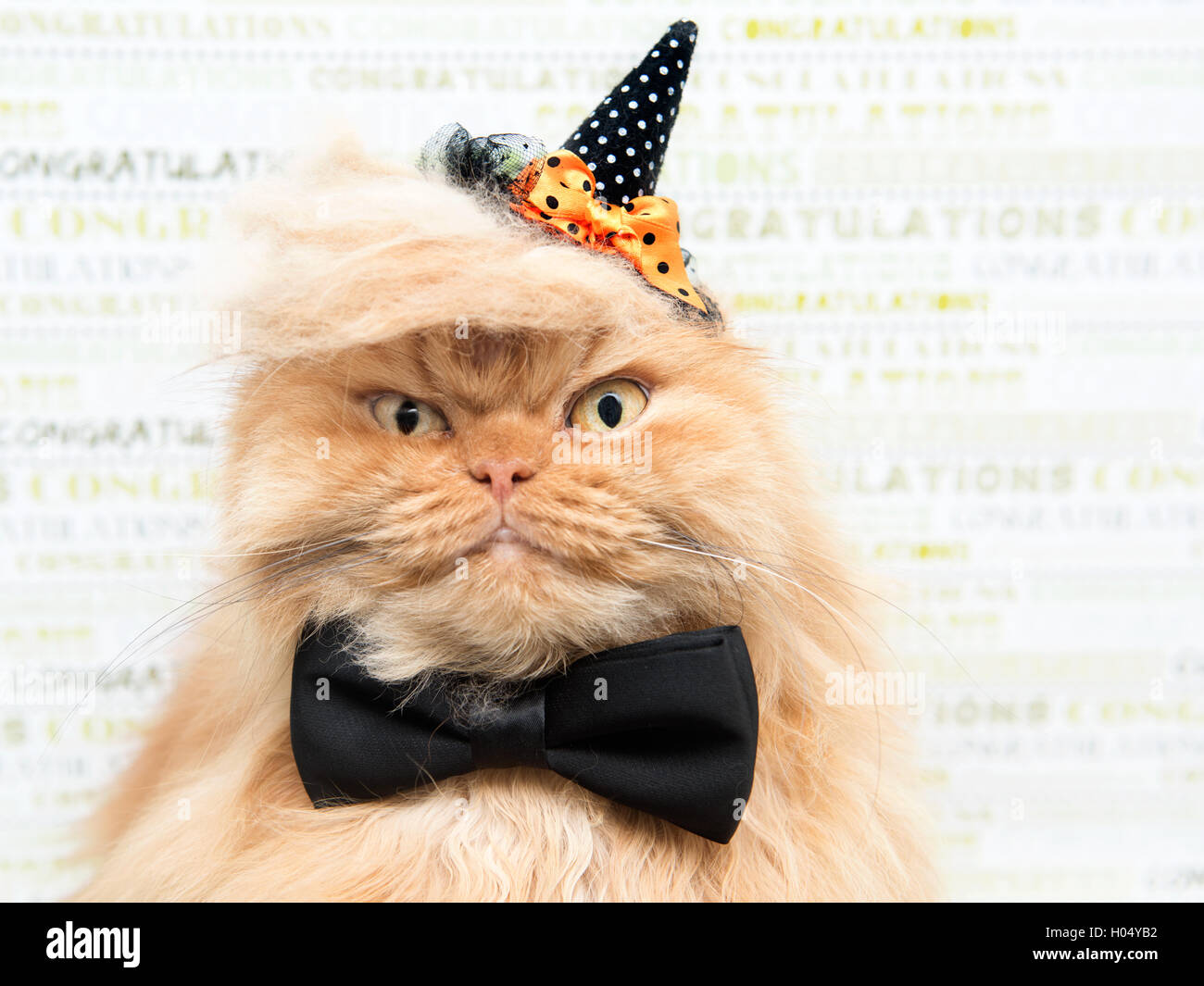 Dressing up pet hi-res stock photography and images - Alamy