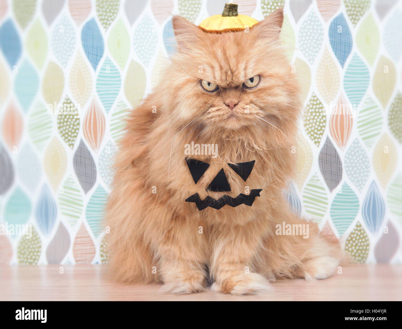 Suspicious cat hi-res stock photography and images - Alamy