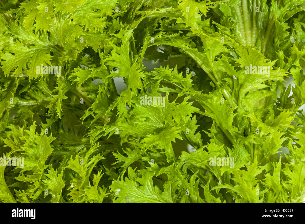 Curly mustard hi-res stock photography and images - Alamy