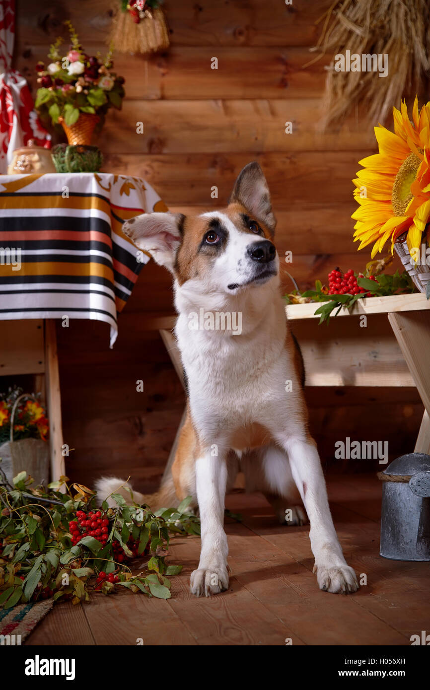 Dog with a mountain ash in the rural house Stock Photo - Alamy