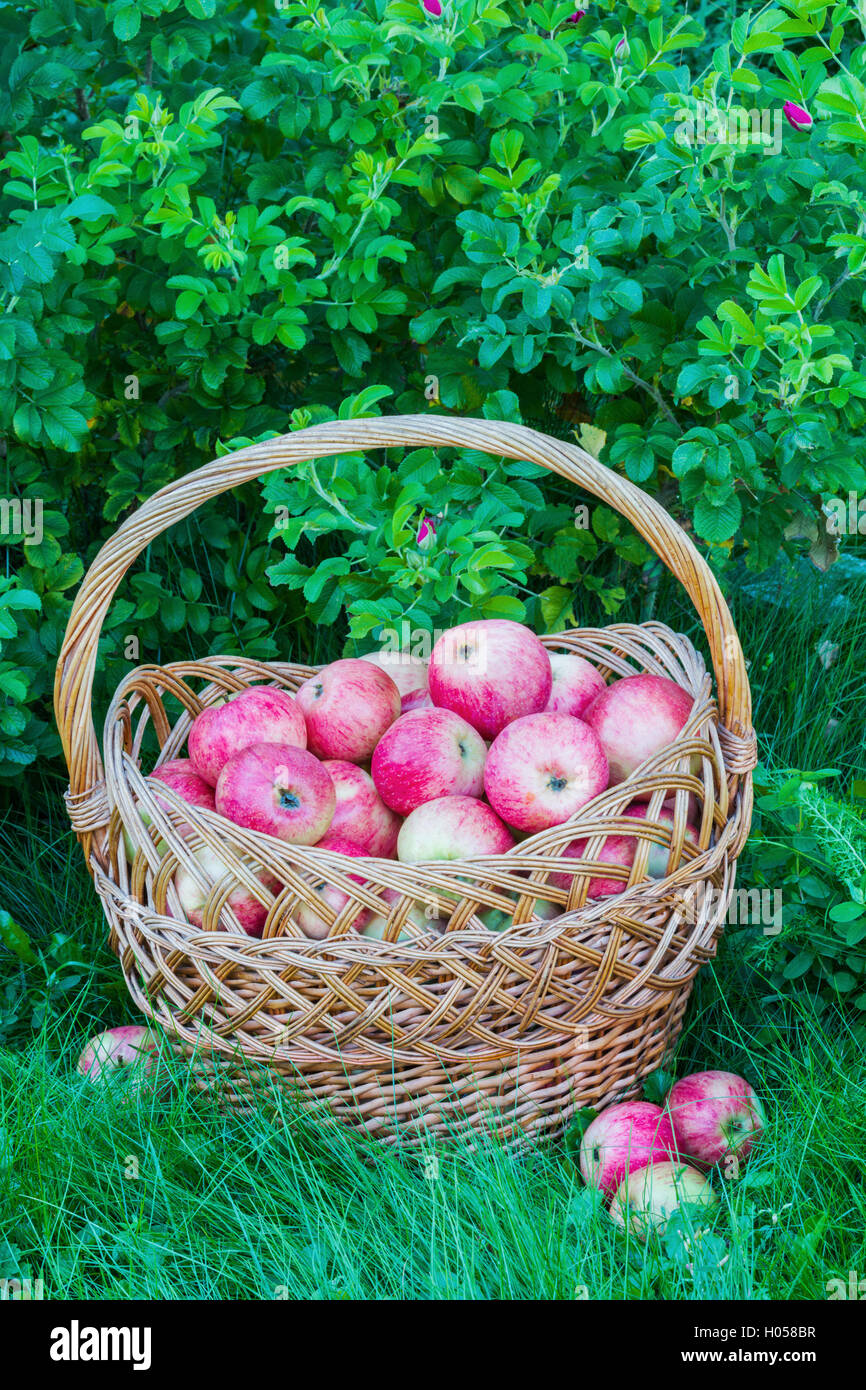 Freshly harvested ripe apples in a big wicker basket on the green grass ...
