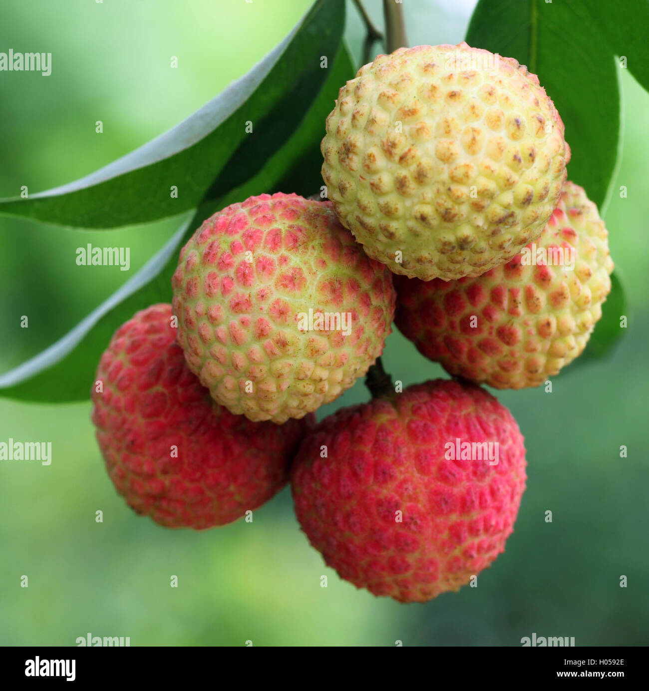 Lychee and china and tree hi-res stock photography and images - Alamy
