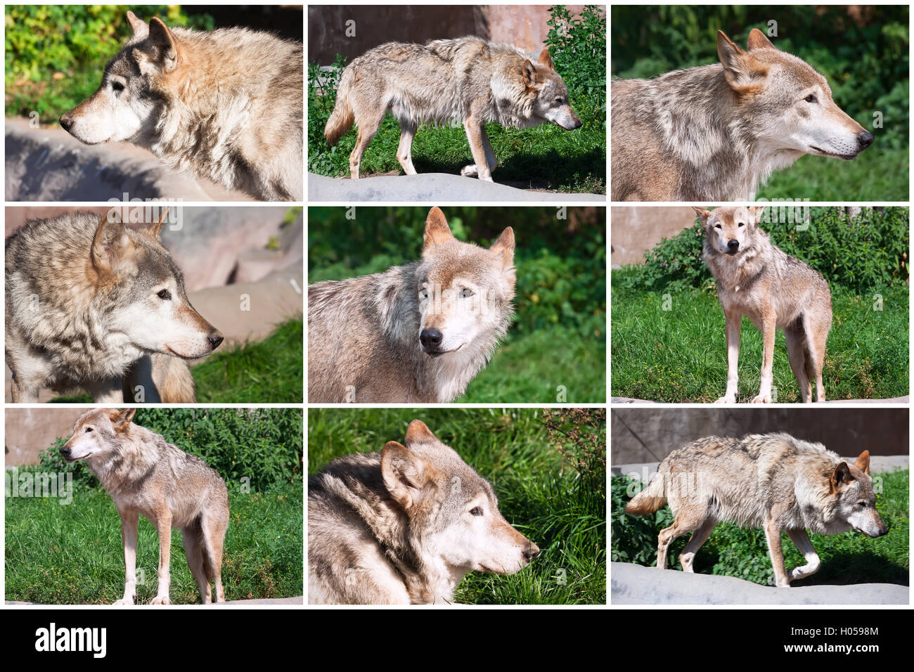 Savage wolf hi-res stock photography and images - Alamy