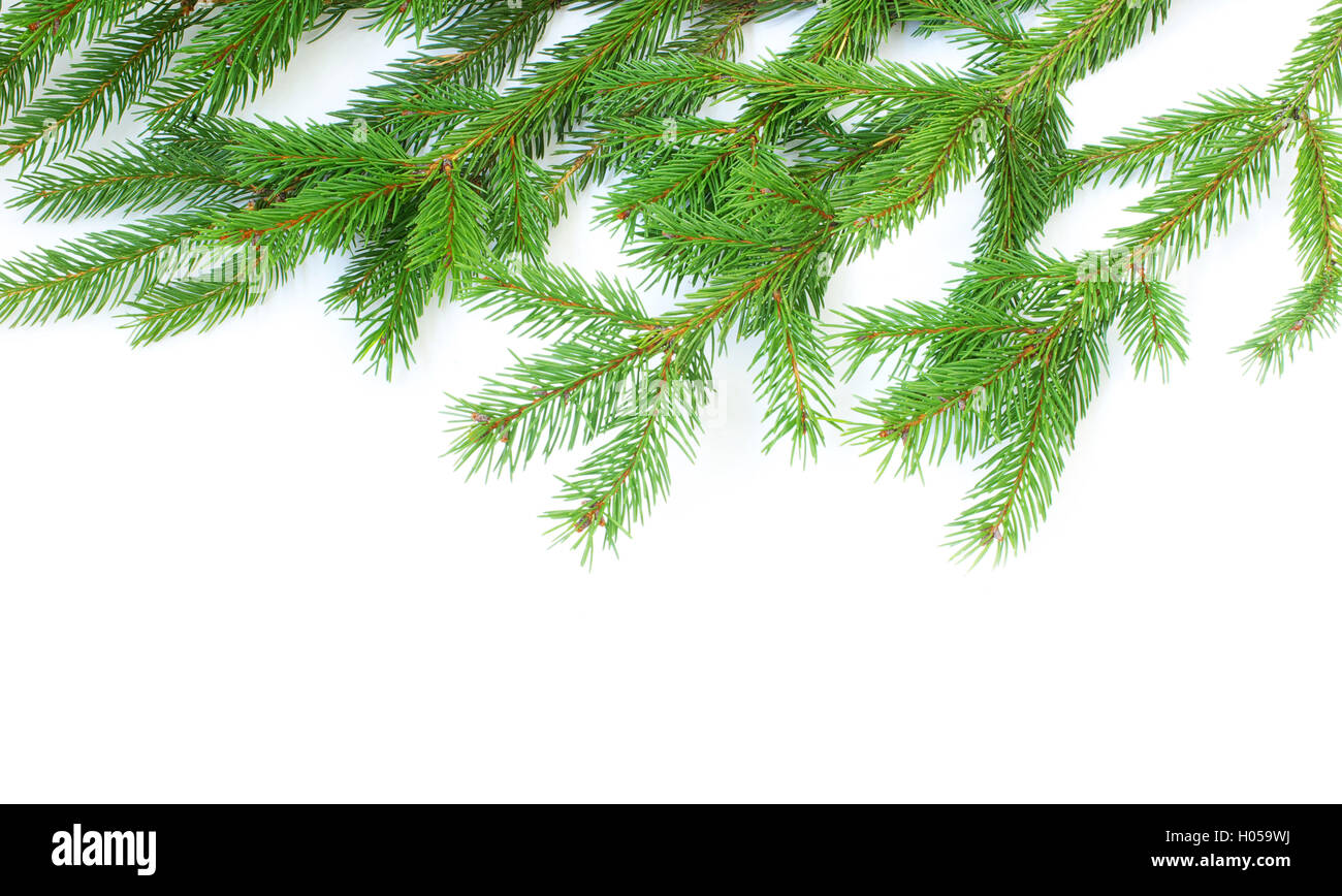 fir tree branches Stock Photo - Alamy