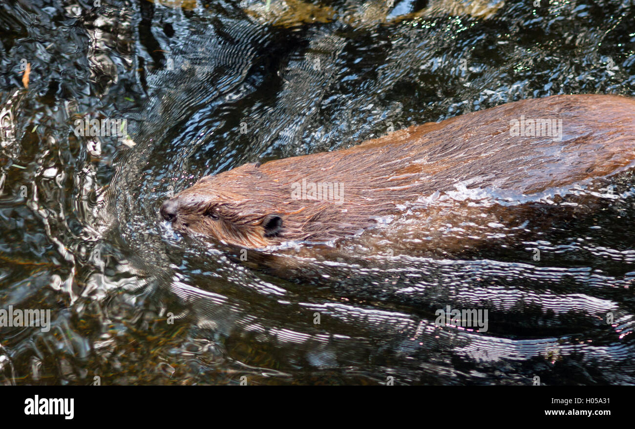 North American Beaver Castor Canadensis Wild Animal Swimming Dam Stock ...