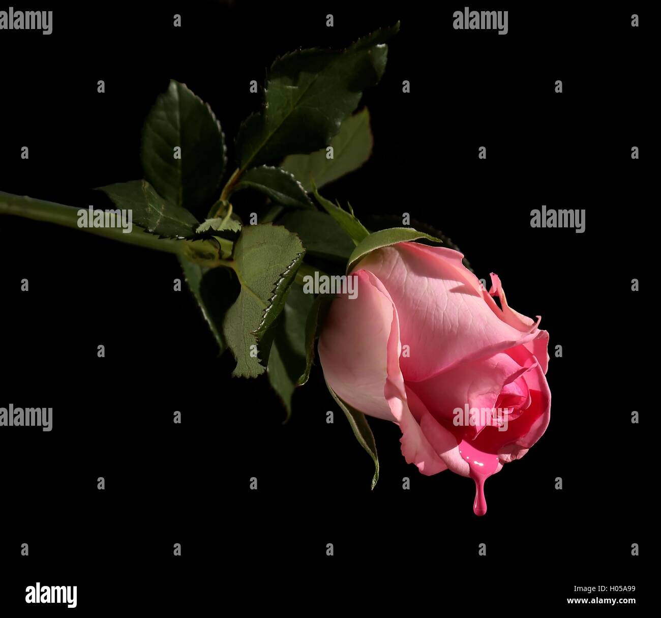 Melting Rose Flower Concept Stock Photo - Alamy
