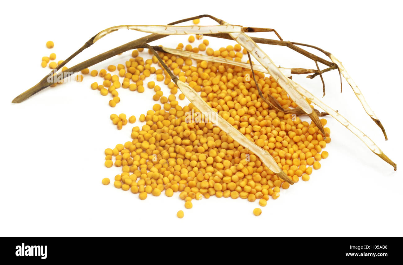 Mustard seed pod hi-res stock photography and images - Alamy