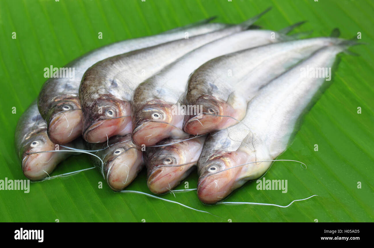 Fresh water Pabda fish Stock Photo - Alamy