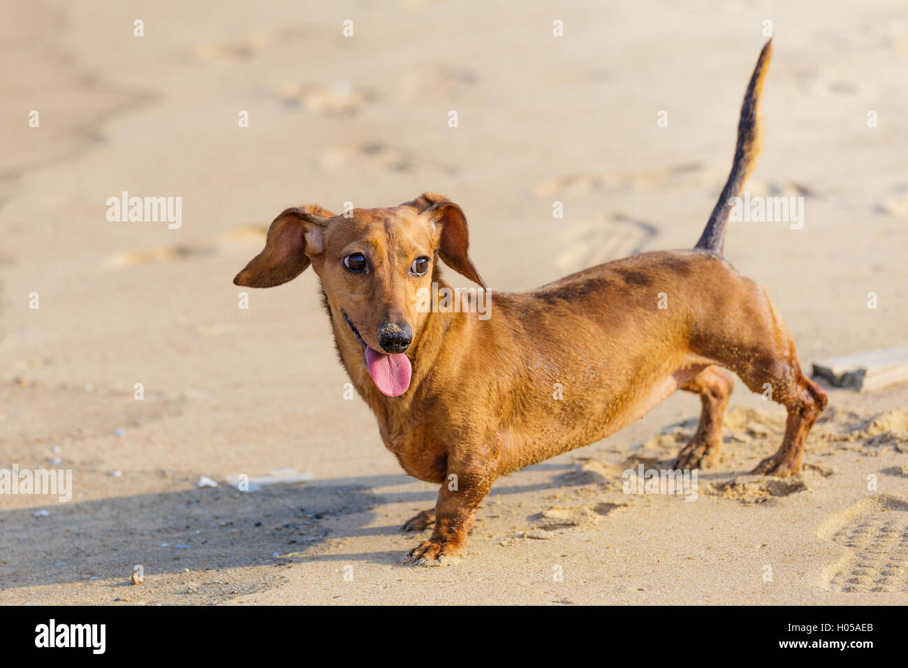 Dachshund Dog in beach Stock Photo - Alamy