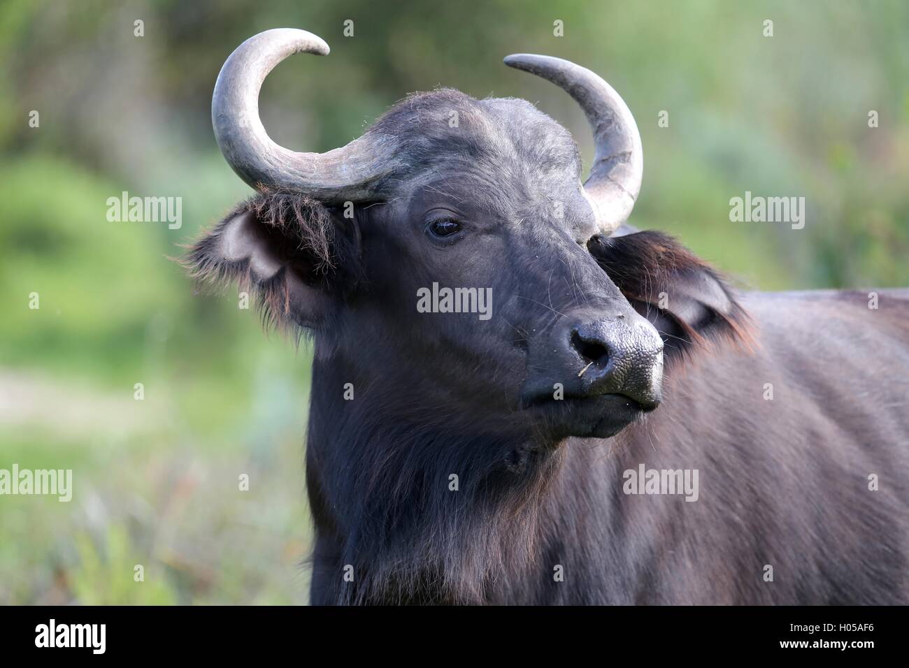 Angry buffalo hi-res stock photography and images - Alamy