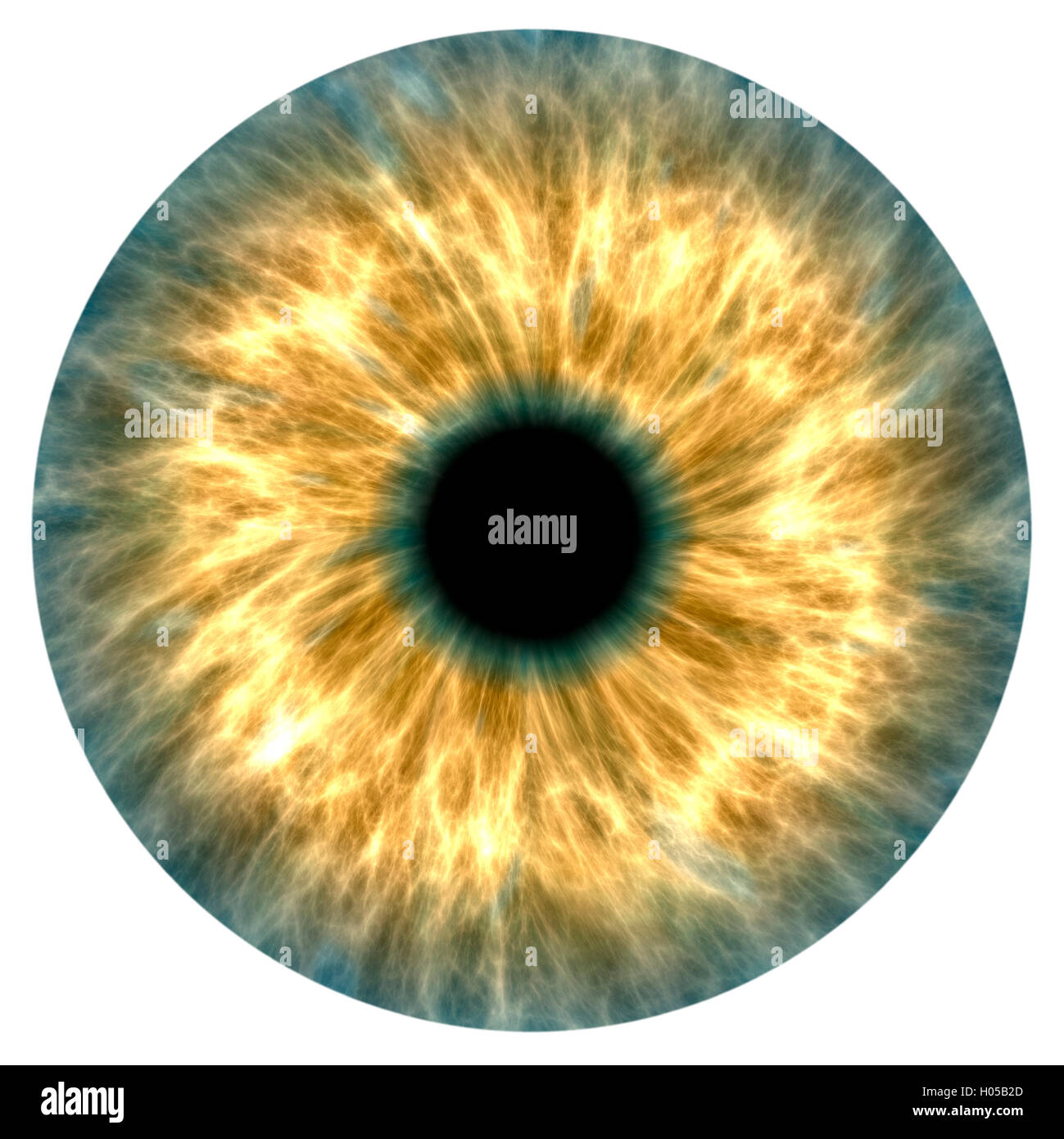 yellow grey iris Stock Photo - Alamy