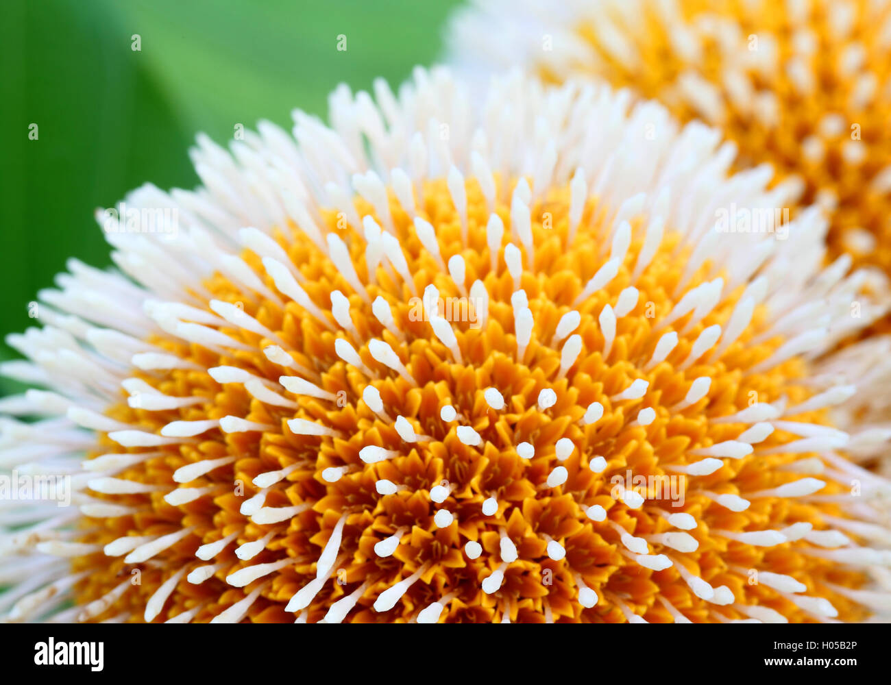 Kodom flower of Bangladesh Stock Photo - Alamy