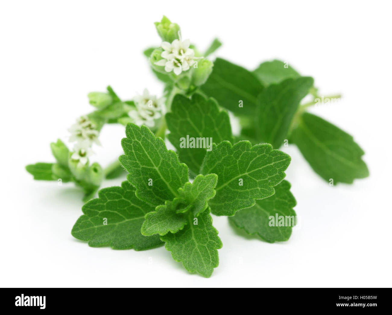 Stevia plant Cut Out Stock Images & Pictures - Alamy