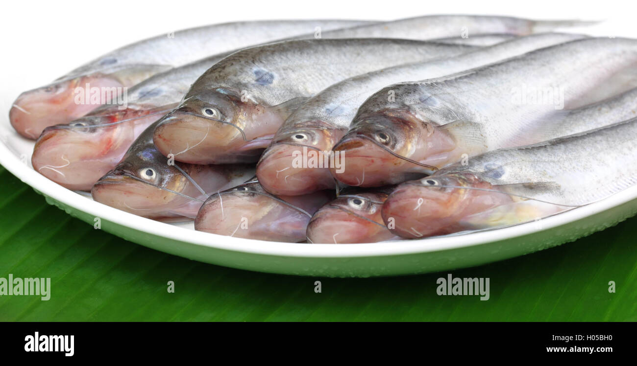 Fresh water Pabda fish Stock Photo - Alamy
