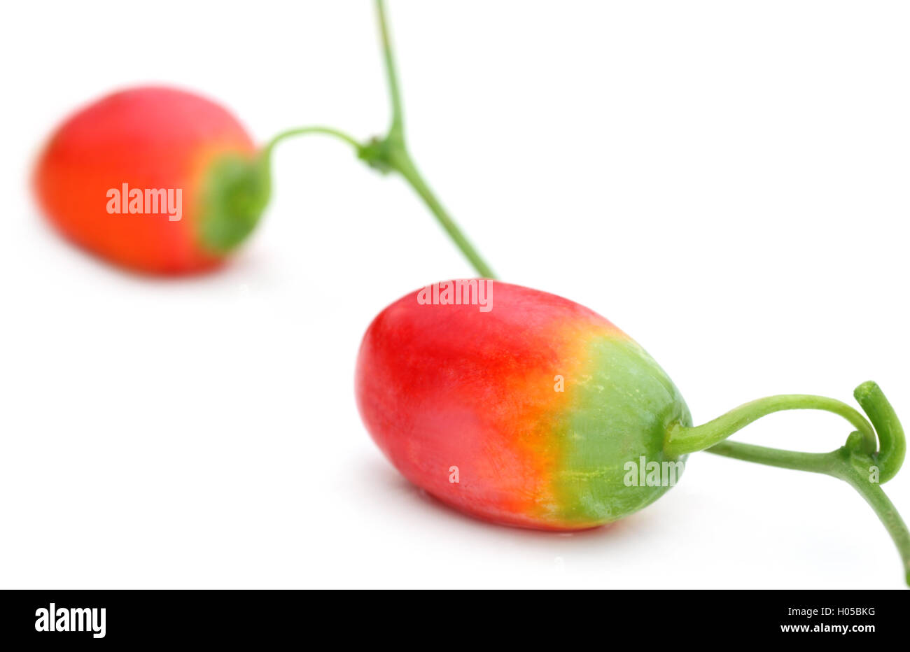 Medicinal telakucha fruit Stock Photo - Alamy