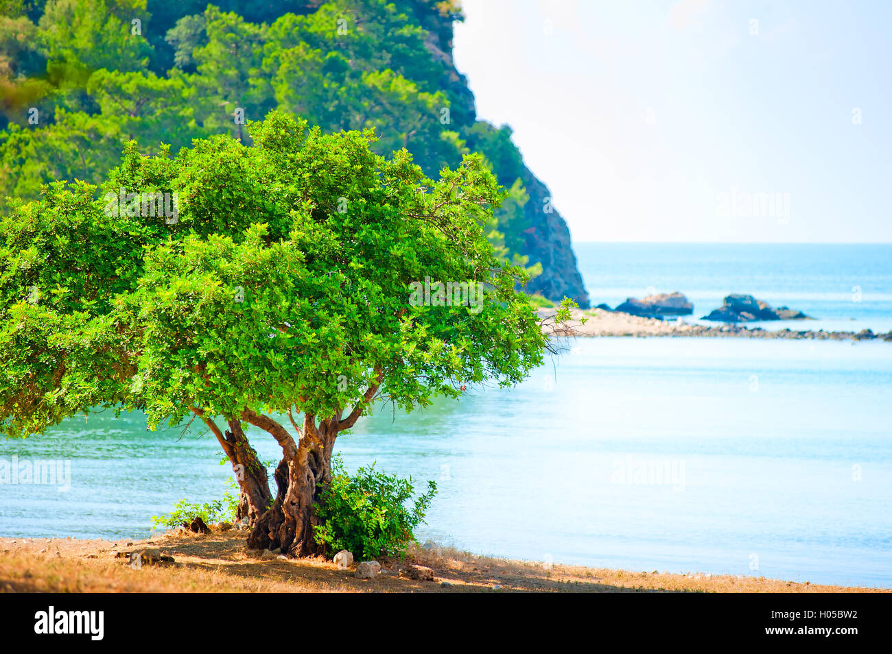 Green tree on a rocky beach Stock Photo - Alamy