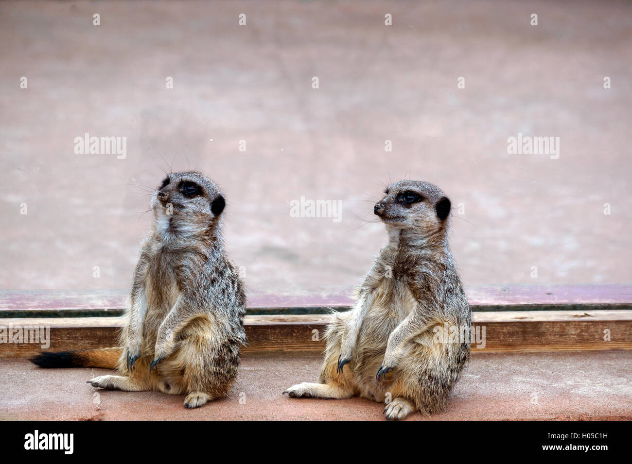 TWO MEERKATS LOOKING OUT Stock Photo - Alamy