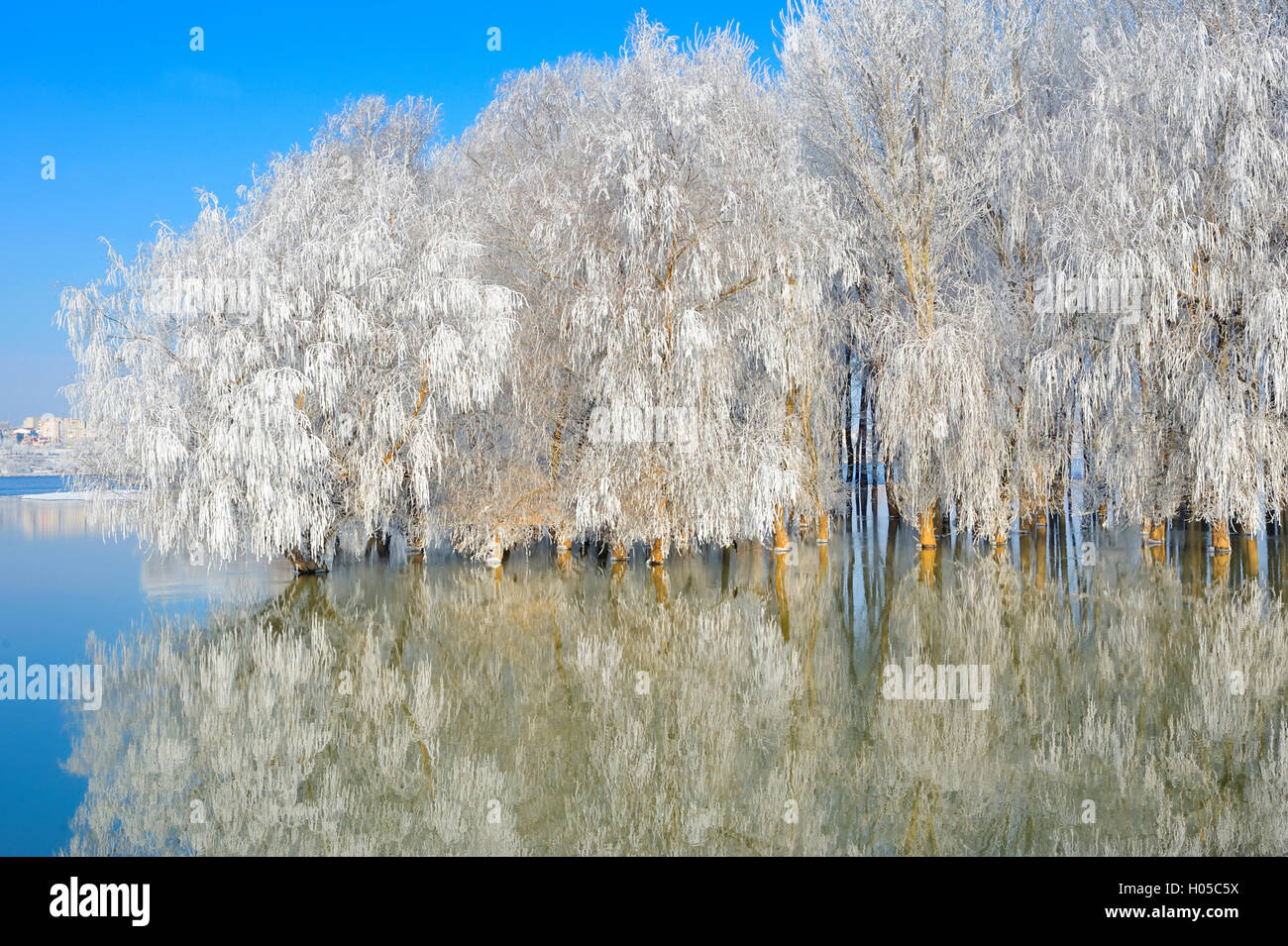 winter trees covered with frost Stock Photo - Alamy
