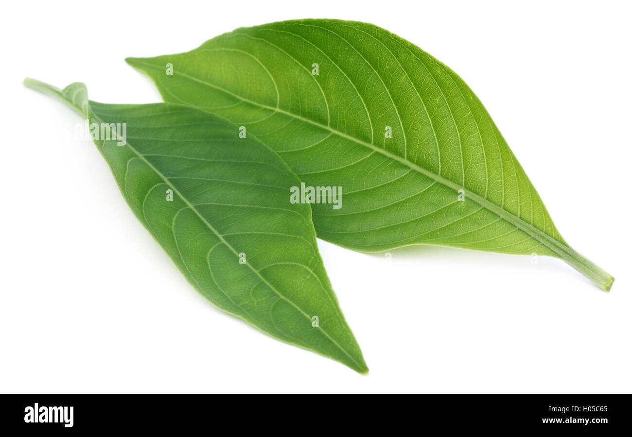 Adhatoda vasica hi-res stock photography and images - Alamy