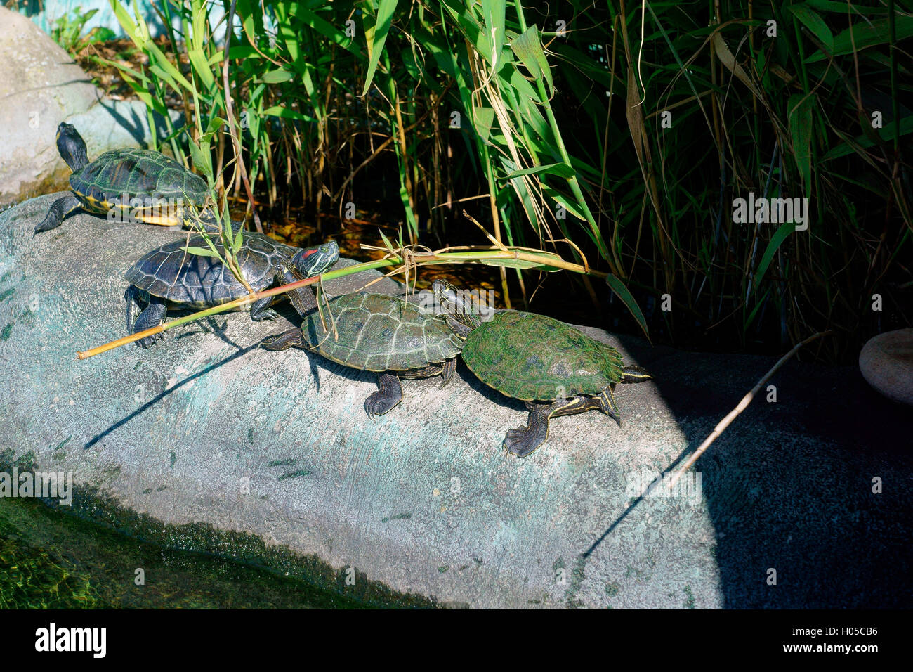 Indian spotted turtle hi-res stock photography and images - Alamy