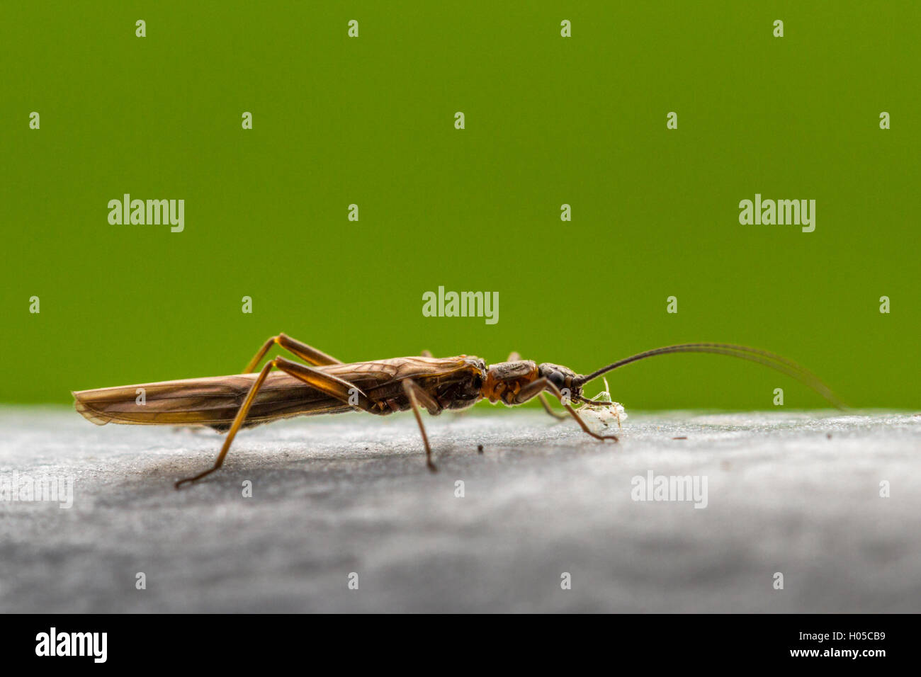 Stoneflies hi-res stock photography and images - Alamy