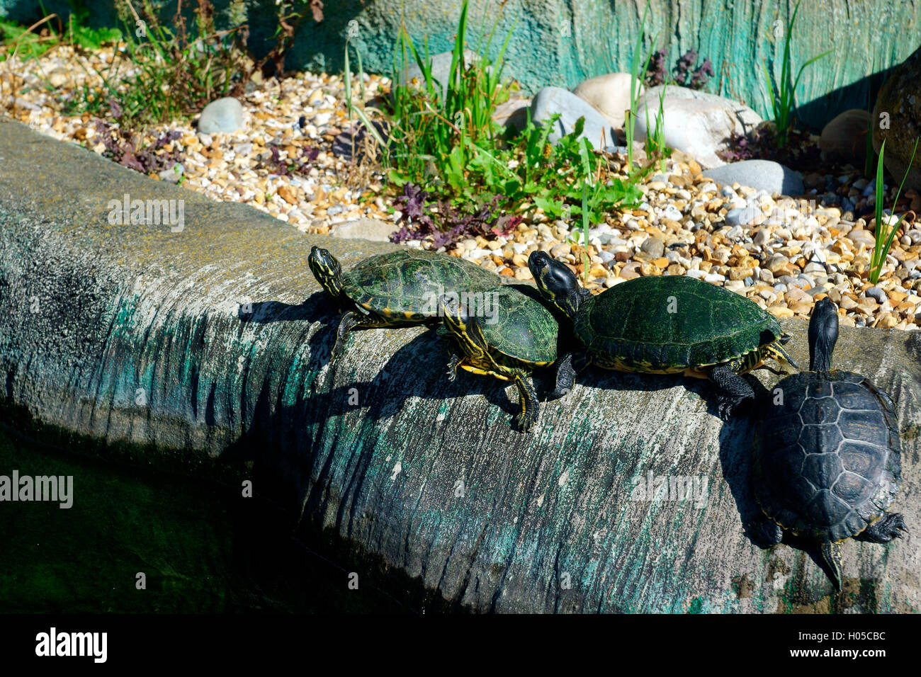 Southern river terrapin hi-res stock photography and images - Alamy