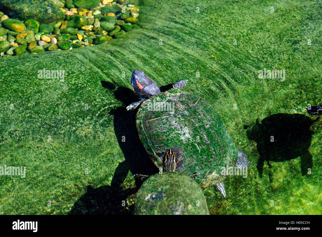 Terrapins england hi-res stock photography and images - Alamy