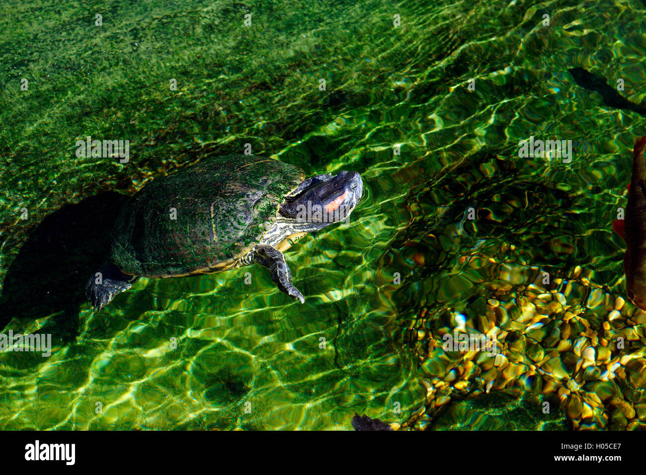 Bengal eyed terrapin hi-res stock photography and images - Alamy