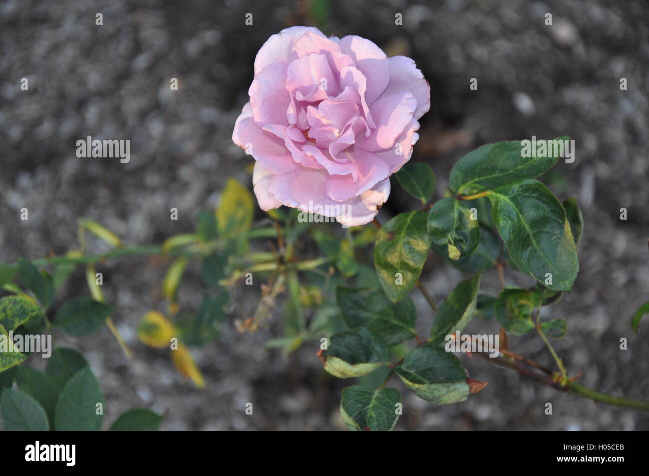 Lilac pink rose hi-res stock photography and images - Alamy