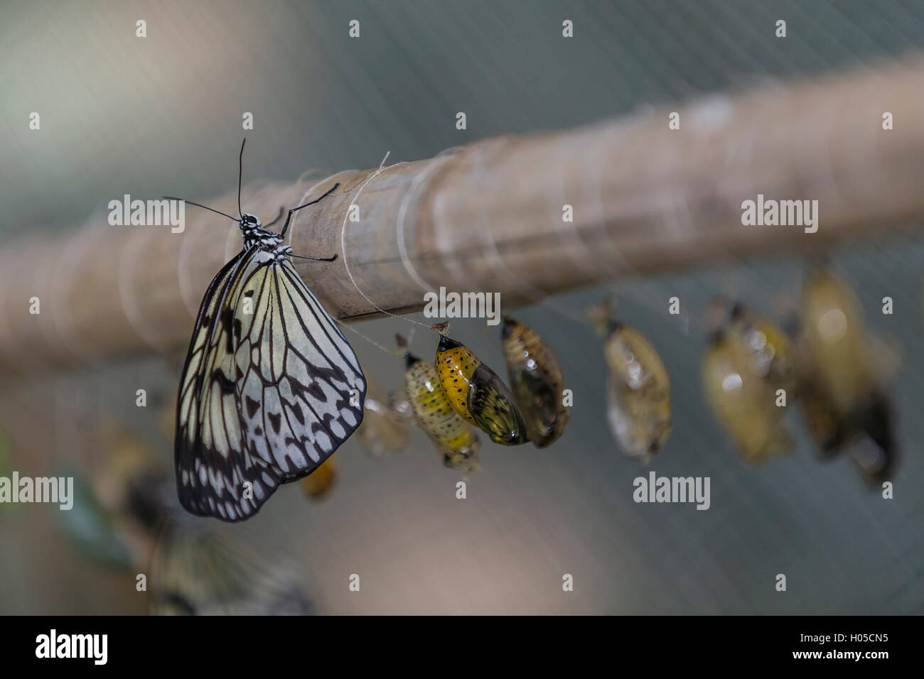 Idea leuconoe, also know as Paper Kite Butterfly Stock Photo - Alamy